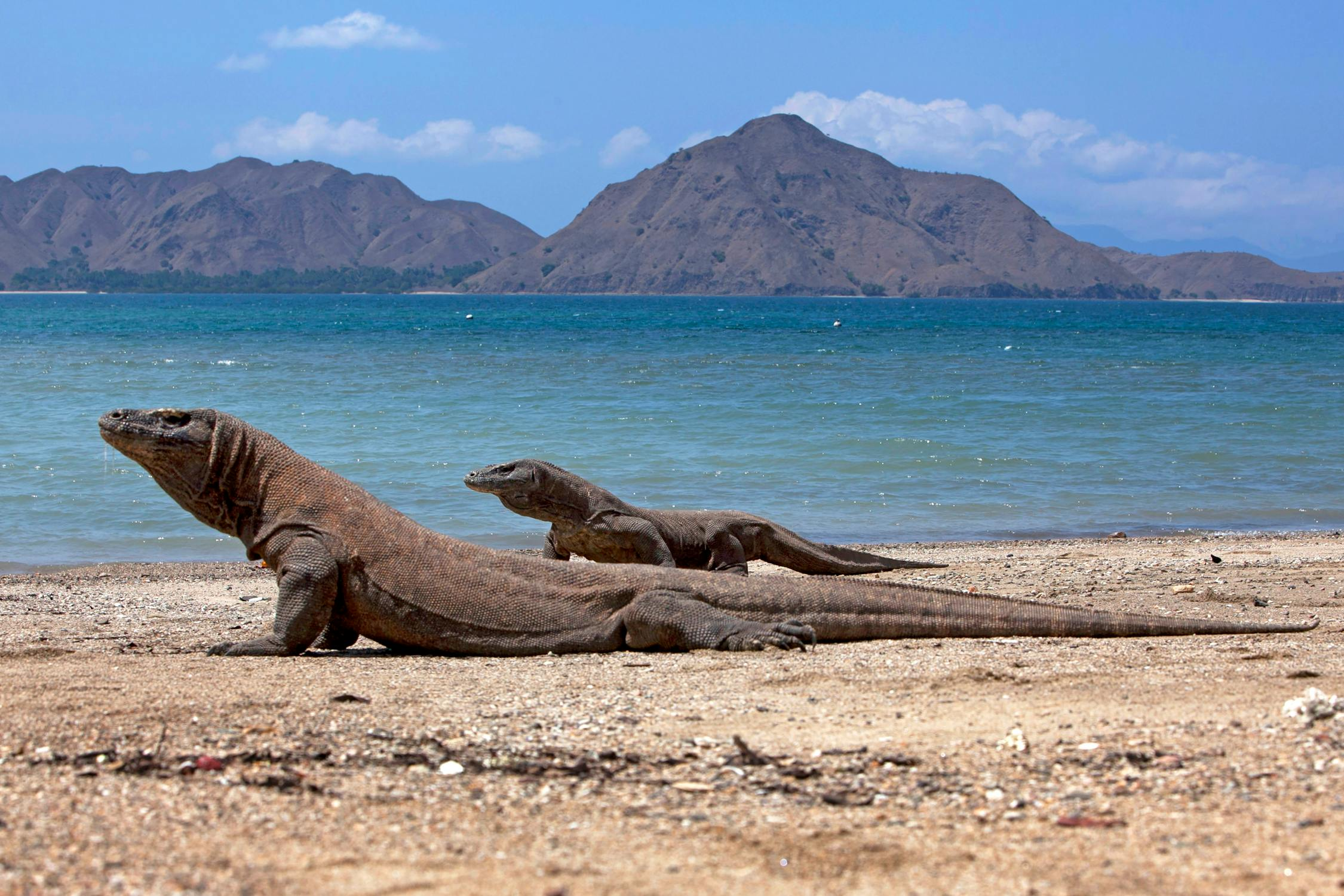 Taman Nasional Komodo, Harga Tiket dan Transportasi - Mawatu