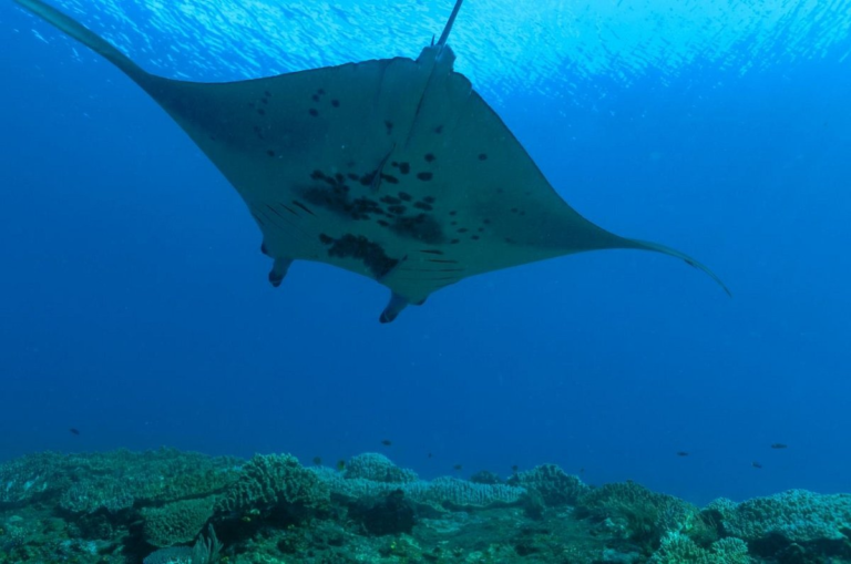 Tempat Diving Terbaik di Indonesia yang Wajib Dikunjungi untuk Melihat ...